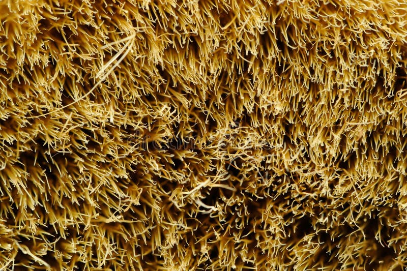 Brush bristles stock photo. Image of plastic, texture - 6646194