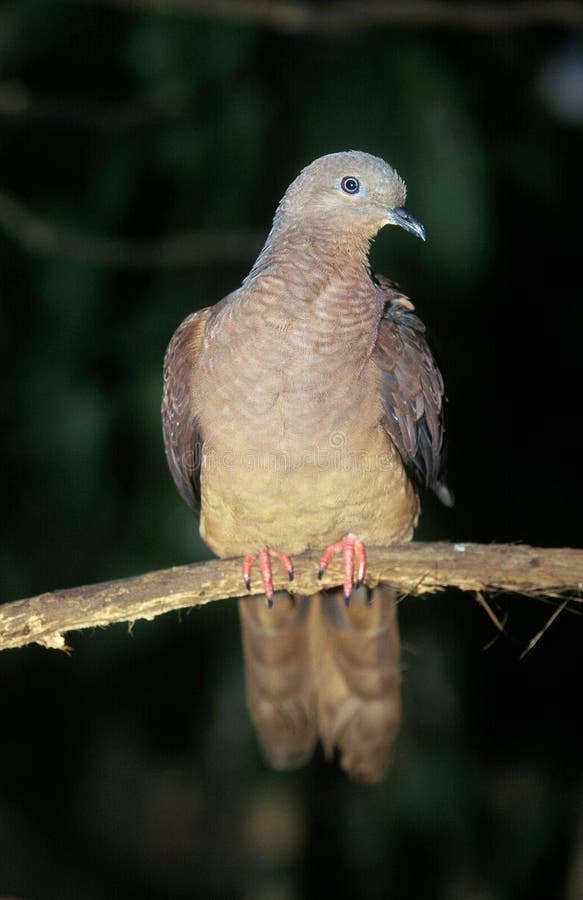 Brush Bronzewing, Phaps Elegans, Adult Standing on Branch, Australia ...