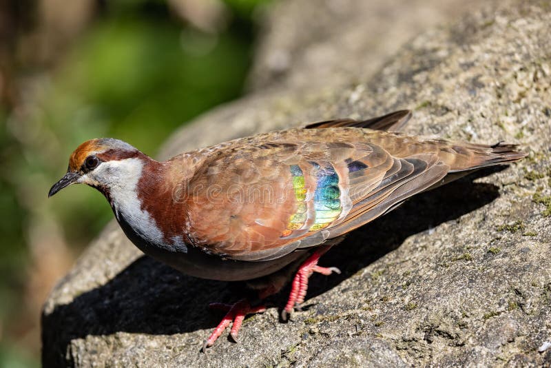 Brush Bronzewing Pigeon stock image. Image of pigeon - 247084433