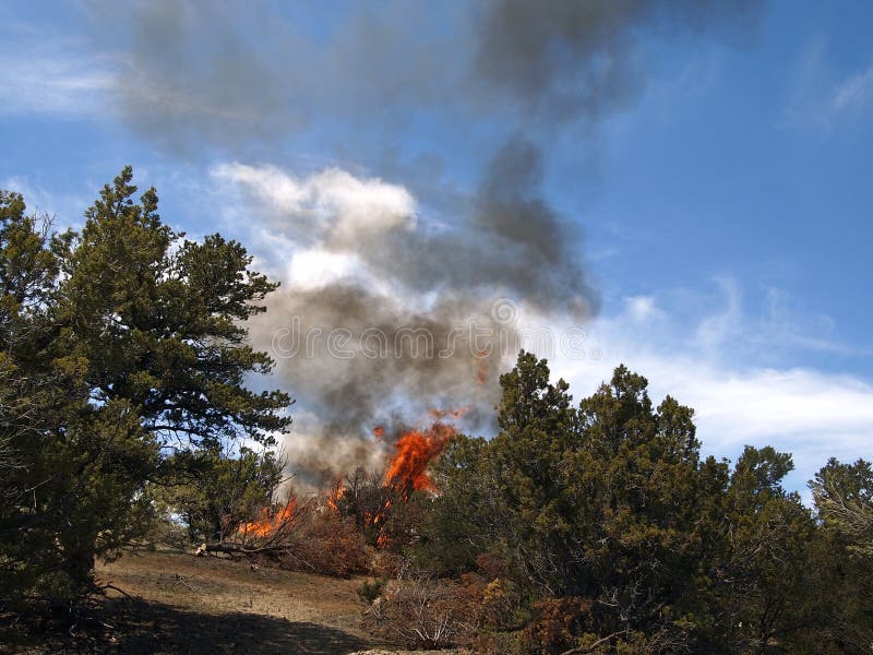 Brush Fire stock photo. Image of nature, heat, stems - 30807098