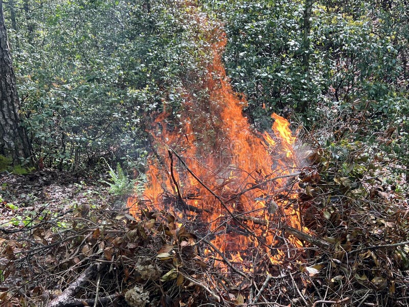 Brush fire stock photo. Image of fire, outdoors, environment - 321261618