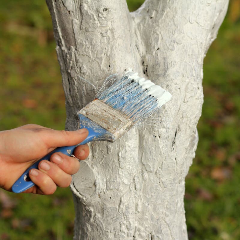 Whitewashing garden trees. stock photo. Image of date - 57110462