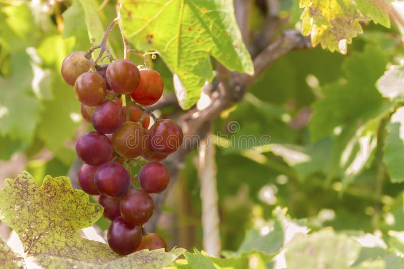 Brush Not Ripe Grapes on a Branch of Grapes. Stock Image - Image of ...