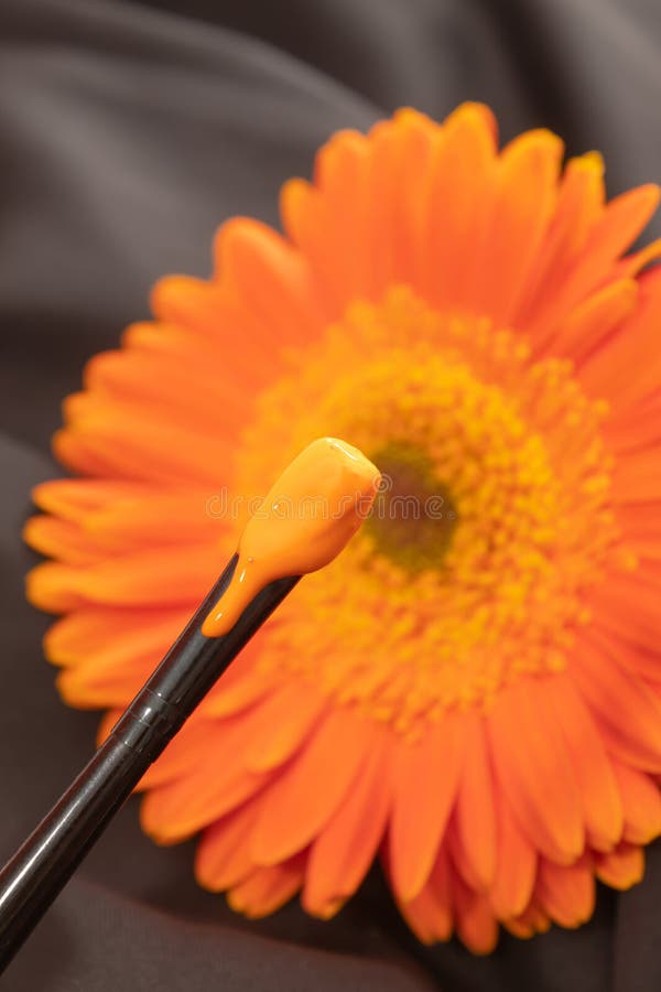 Brush and Orange Liquid Color with Gerbera Flower and Black Background ...