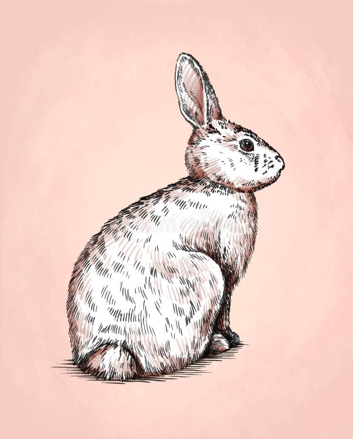 Brush Painting Ink Draw Rabbit Illustration Stock Illustrations – 50 ...