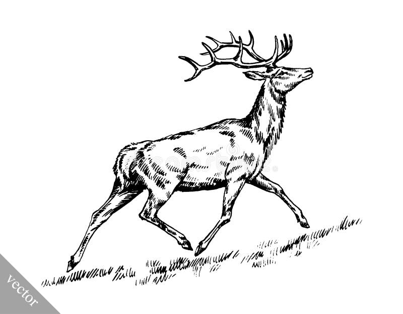 Brush Painting Ink Draw Vector Deer Illustration Stock Vector ...
