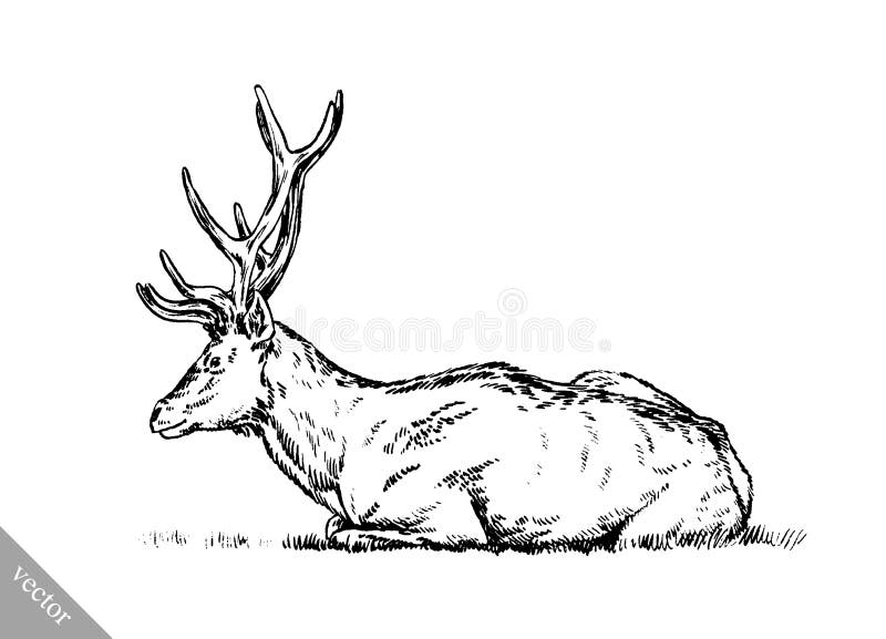 Brush Painting Ink Draw Vector Deer Illustration Stock Vector ...