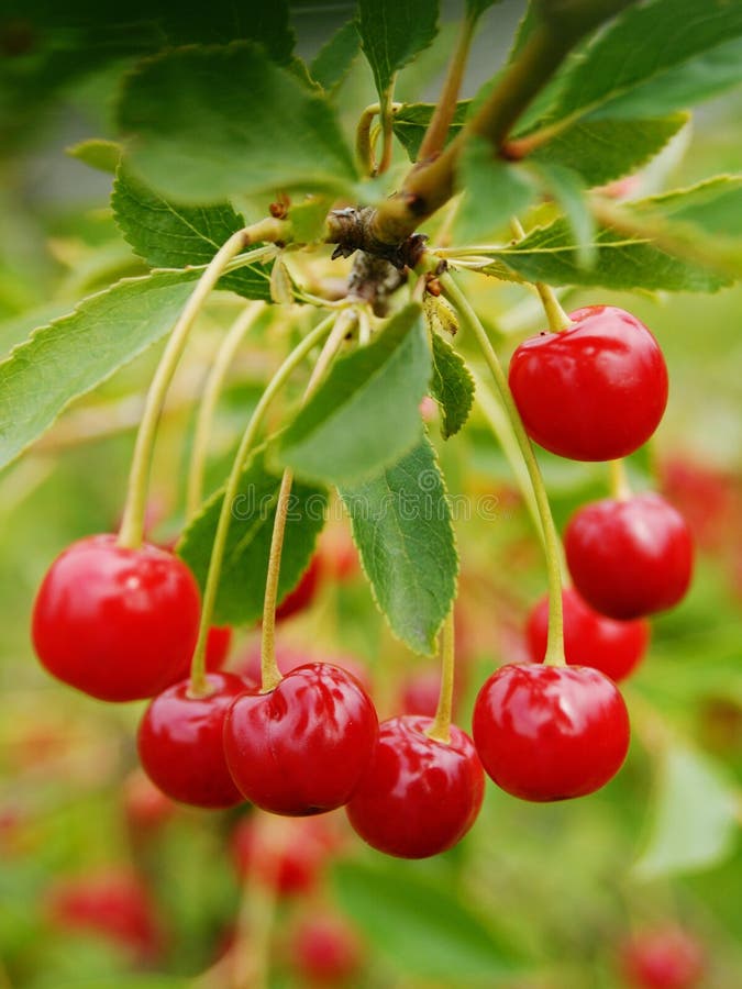 Brush ripe cherry stock image. Image of color, branch - 58562241