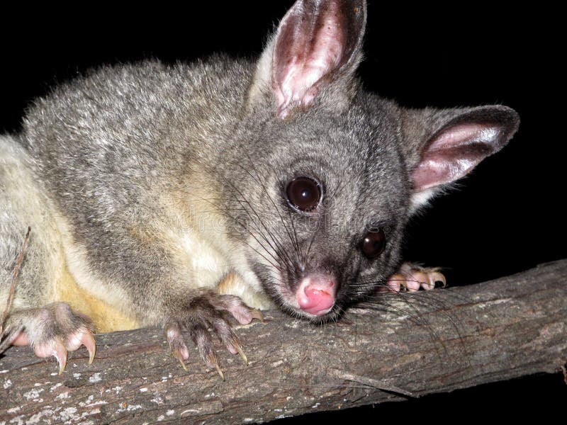 Brush tail possum stock photo. Image of nature, brushtail - 65760096