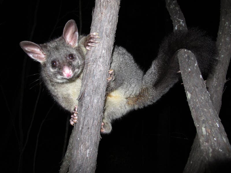Brush tail possum stock photo. Image of grey, claw, crops - 65760190