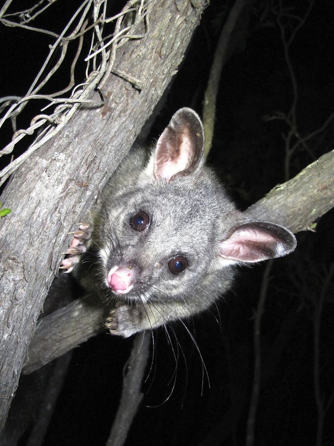 Brush tail possum stock photo. Image of australian, animal - 65760210