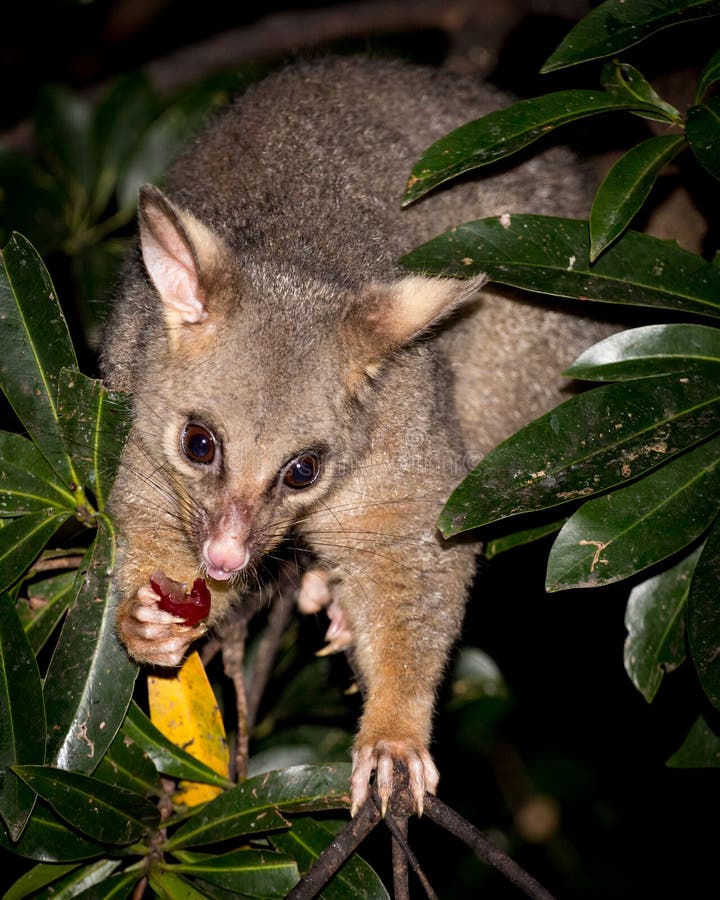 Brush-tail possum stock image. Image of forest, ears - 61841299