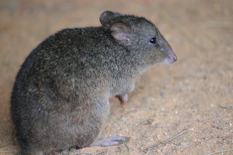 Brush-tailed bettong stock image. Image of mammal, tailed - 27055759