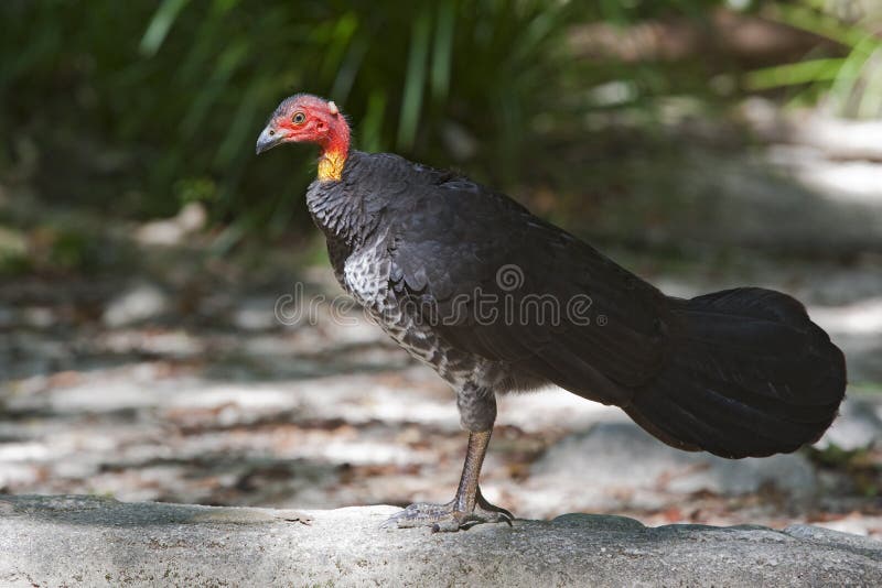 Brush turkey stock image. Image of wild, native, bird - 41550739