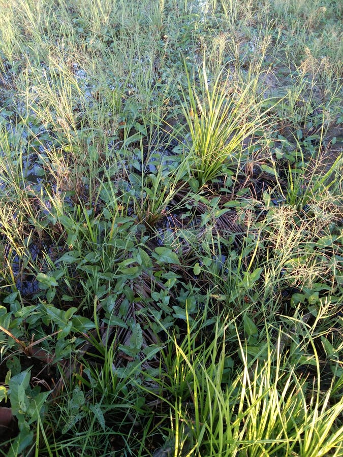 Brush at the weedy area stock image. Image of garden - 191650507