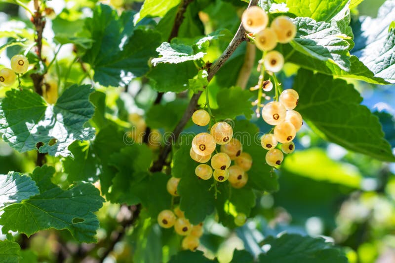Brush of White Currant Berries and Green Leaves. White Currant Ribes ...