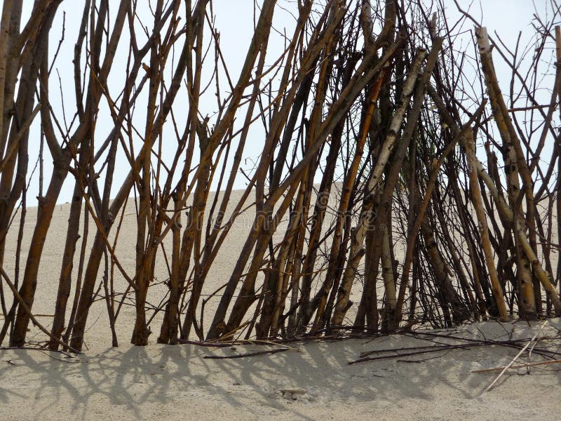 Brush-wood at the beach stock image. Image of spray, sand - 60202623