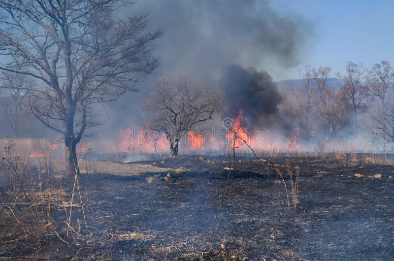 Schoolboys Fighting Bush-fire with Tree Branches. Editorial Stock Photo ...