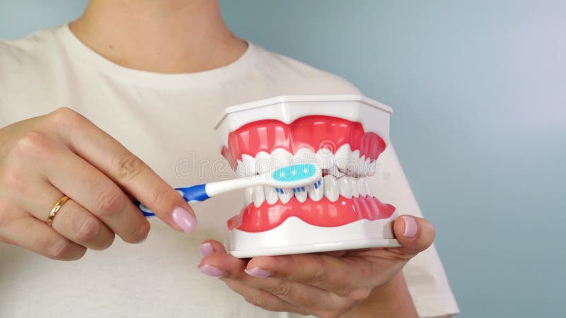 Brushing Demonstration on Model Teeth with Manual Toothbrush for Dental ...