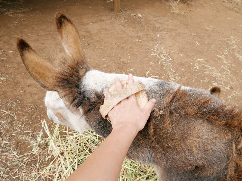 Brushing donkey s fur stock photo. Image of pasture, groom - 67573130