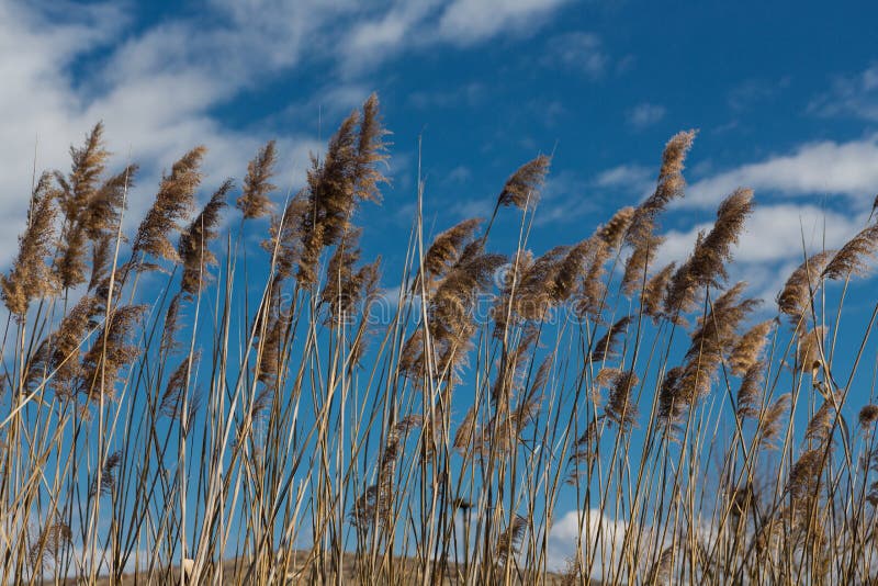Brushing dry stems of reed stock photo. Image of brushing - 175702504