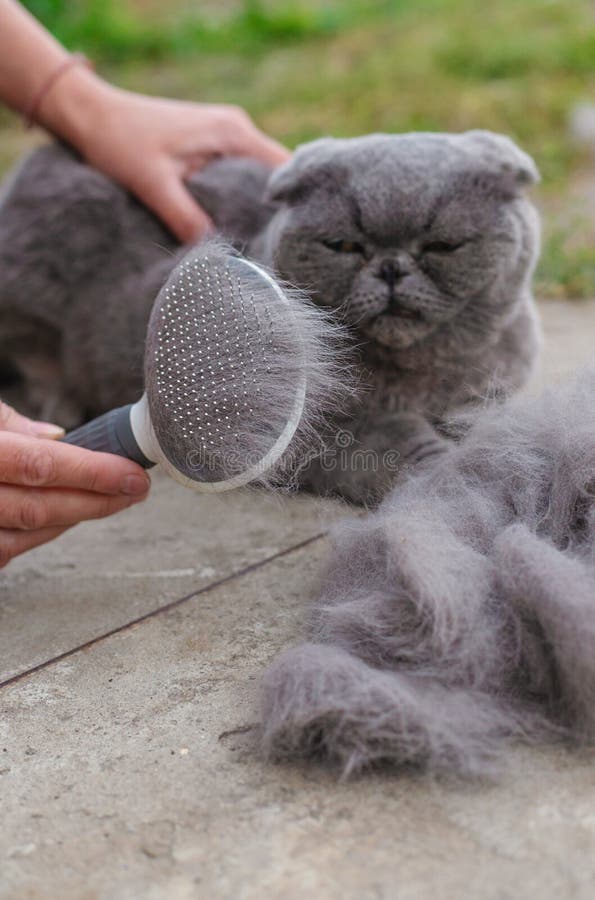 Brushing a Pedigree Cat. Selective Focus Stock Image - Image of ...