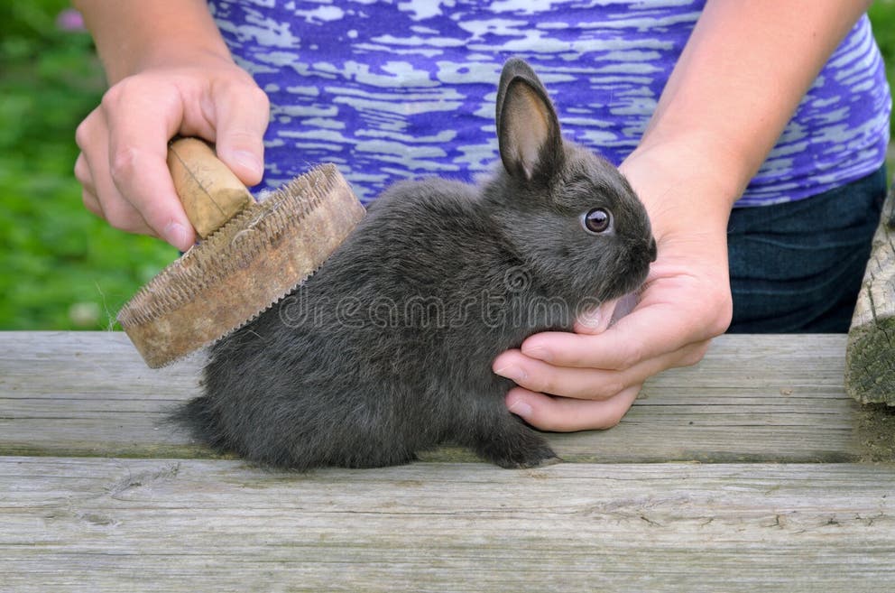Brushing Rabbit stock image. Image of bunny, animal, holding - 22278295