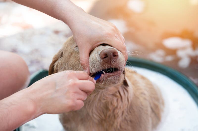Brushing Teeth of Labrador Dog Stock Image - Image of puppy, dental ...