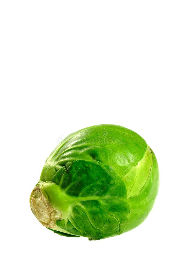 13,636 One Sprout Stock Photos - Free & Royalty-Free Stock Photos from ...