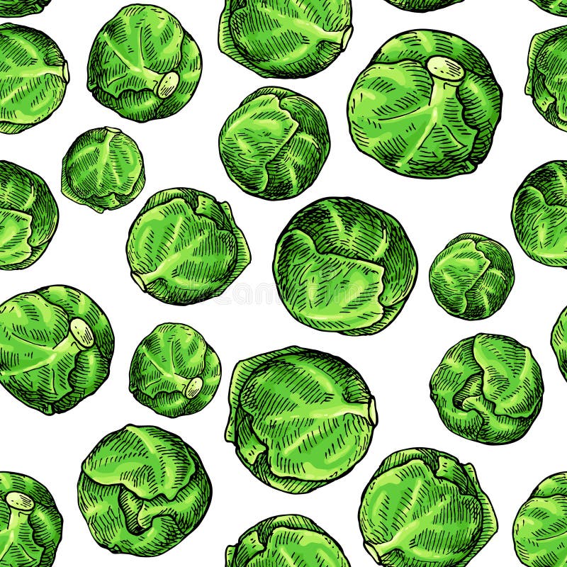 Brussel Sprout Hand Drawn Vector Seamless Pattern. Vegetable Artistic ...
