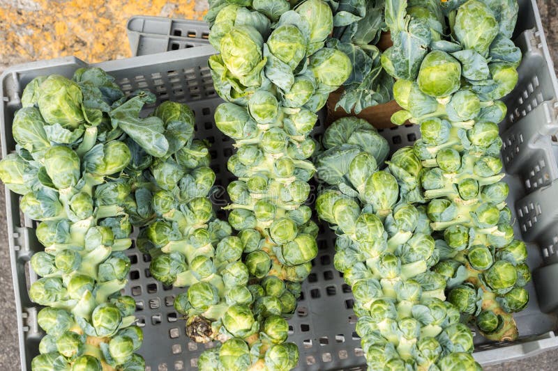 Brussel Sprout Stem stock image. Image of fresh, agriculture - 11252211
