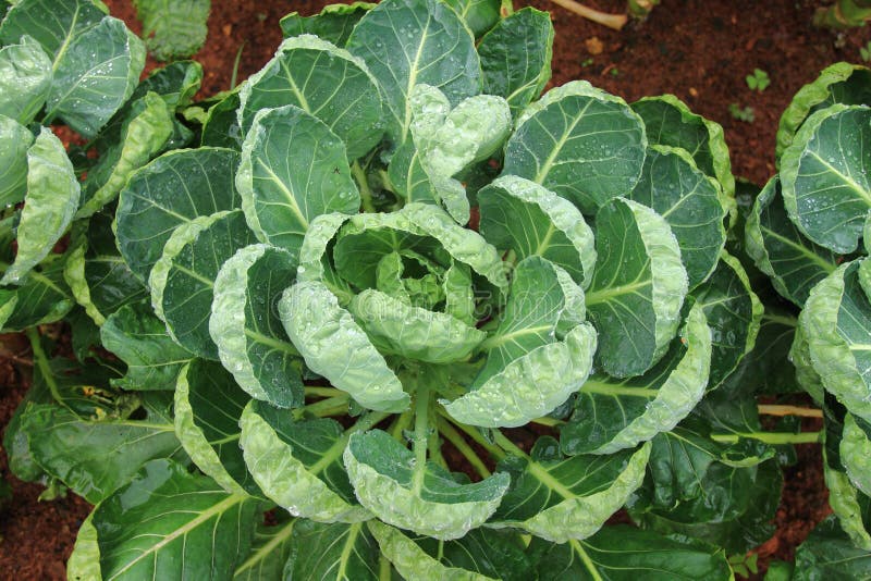 Brussel Sprouts (Cabbage) Plant Stock Photo - Image of farm, ingredient ...