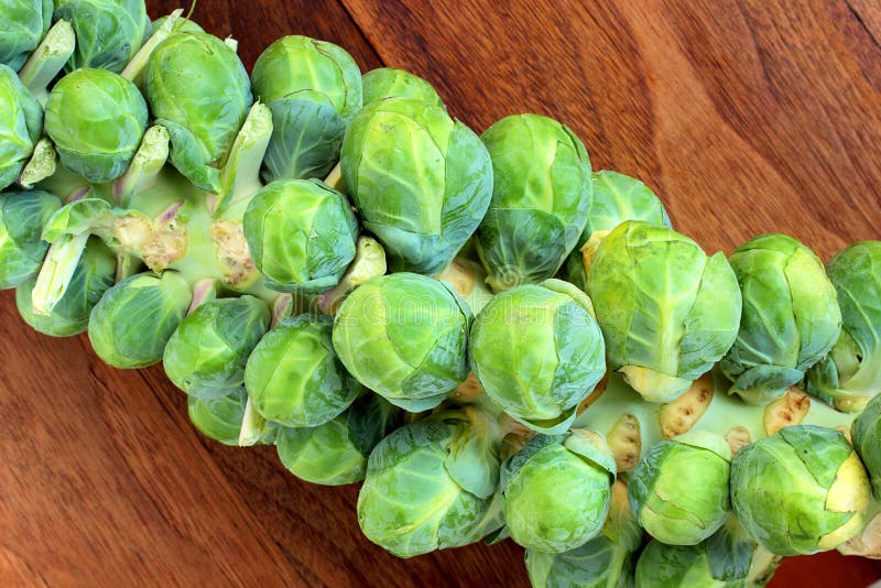 Brussel sprouts stock photo. Image of brown, green, tabletop - 45499892