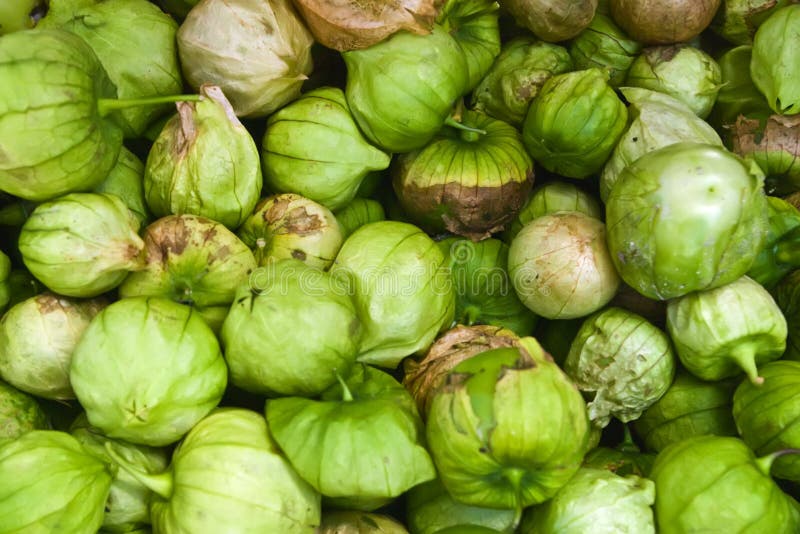 Brussell s sprouts stock image. Image of cook, outdoor - 6482567