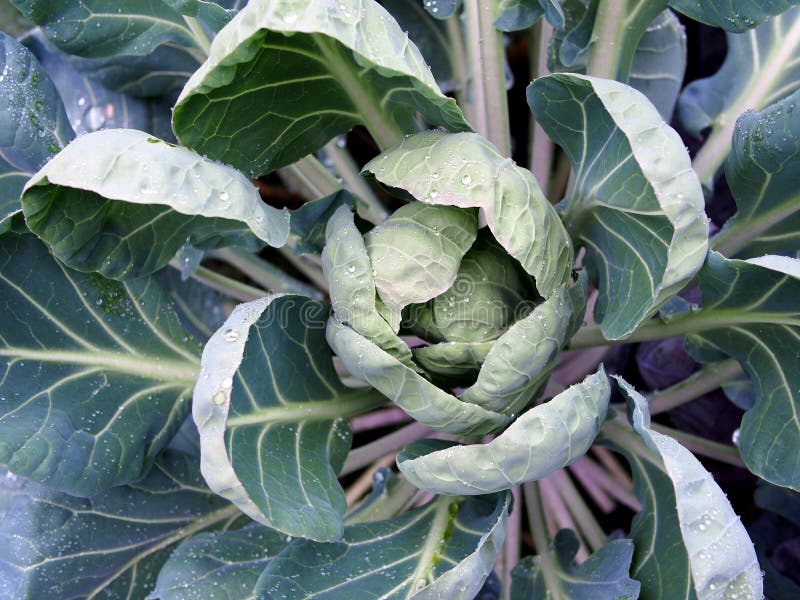 Brussels Green Cabbage, Top View Stock Photo - Image of vegetarian ...