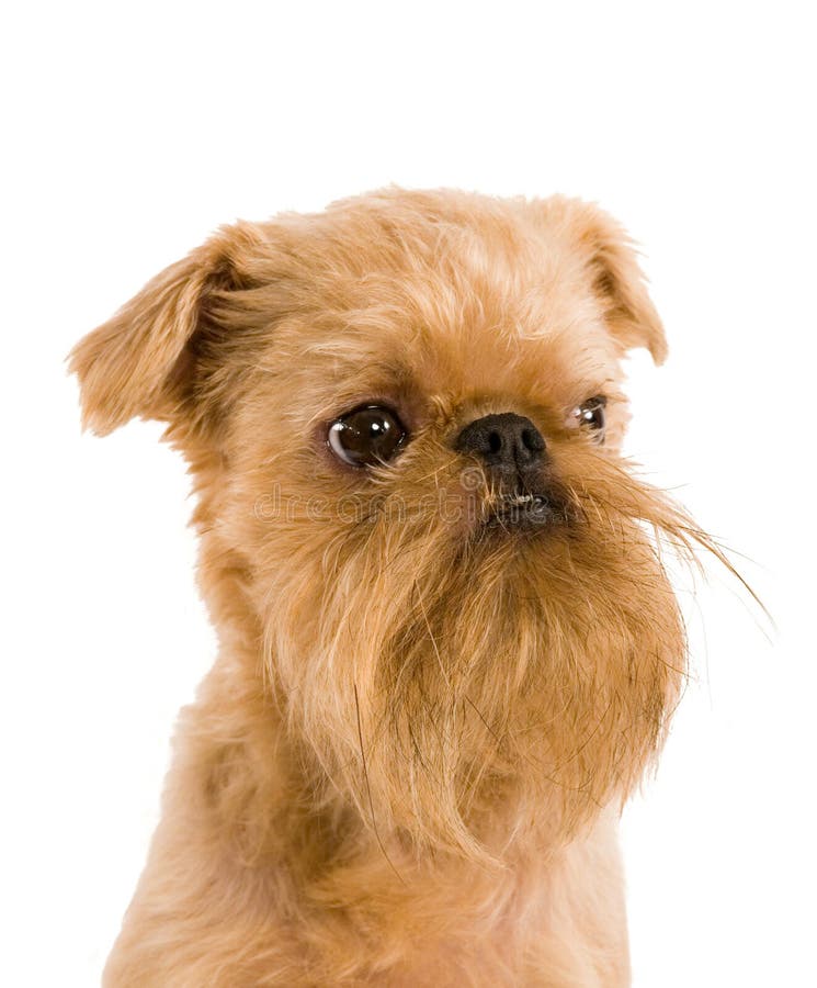 Smooth Haired Brussels Griffon Puppy Stock Photo - Image of bruxellois ...
