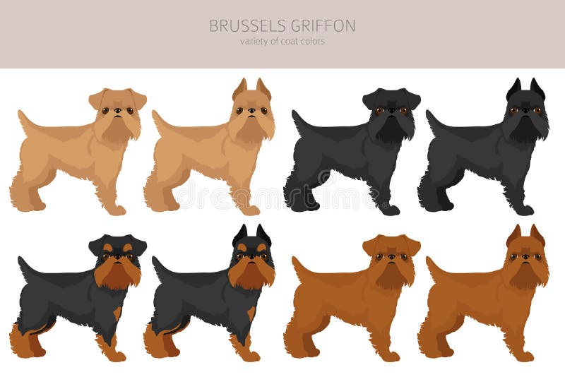 Brussels Griffon Clipart. Different Coat Colors and Poses Set Stock ...