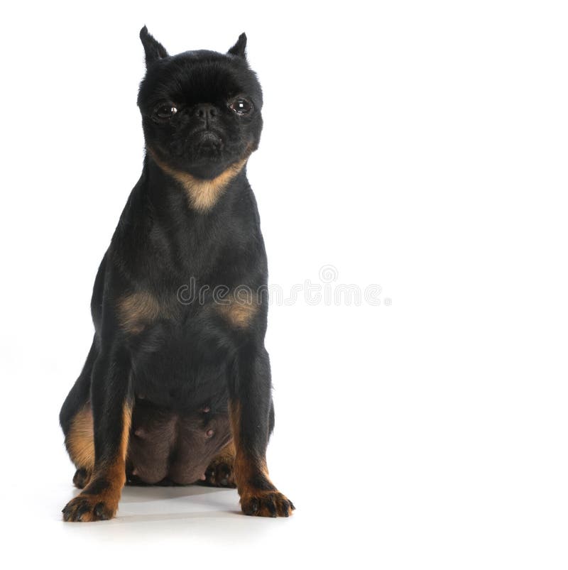 Black Smooth Brussels Griffon Stock Photos - Free & Royalty-Free Stock ...