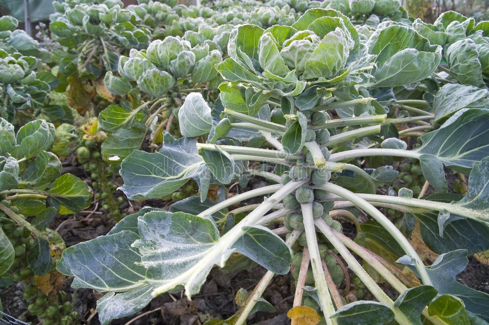 Brussels sprout stock photo. Image of sprouts, patch - 17259948
