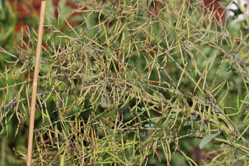 Brussels Sprout Propagation Stock Photos - Free & Royalty-Free Stock ...