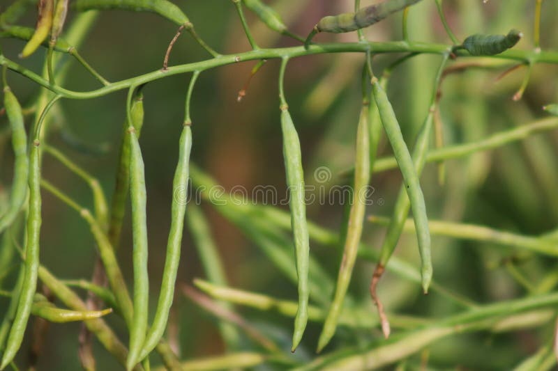Brussels Sprout Propagation Stock Photos - Free & Royalty-Free Stock ...