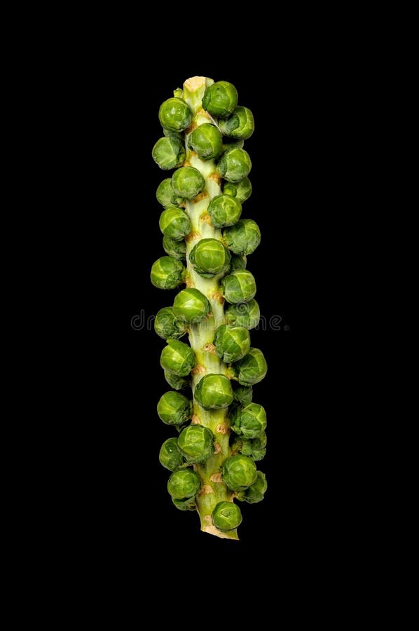 Brussel Sprouts on the Stalk Stock Image - Image of isolated, green ...