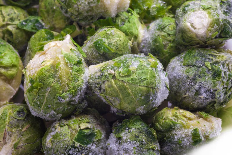 Brussels sprouts cabbage stock photo. Image of green - 42310276