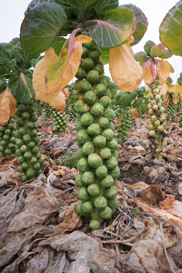 Brussels Sprouts In The Field Stock Photo - Image of plant, sprouts ...