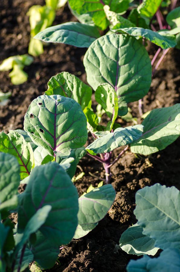 Brussels sprouts Red Bull stock image. Image of green - 34382035