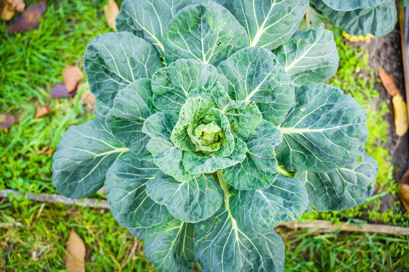 Brussels Sprouts in the Vegetable Garden, Top View. Green Cabbage ...