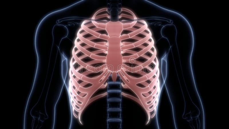 Brustkorb Menschliches Skelett Medizin Vektor 3d Vektor Abbildung