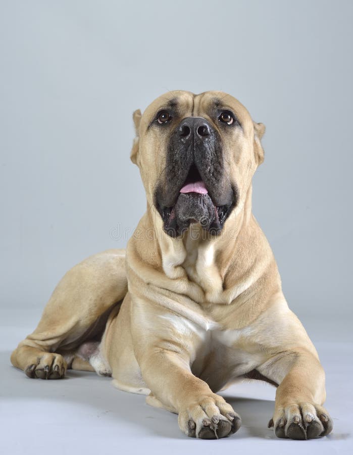 Brutus stock image. Image of companion, familiaris, mammal - 29126945