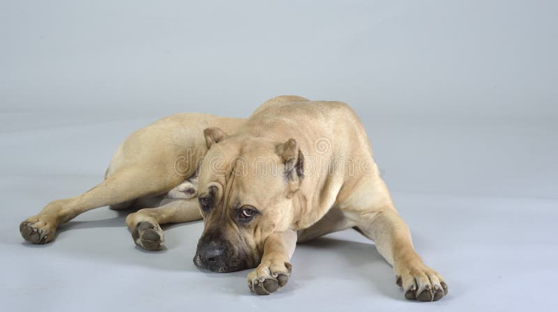 Brutus stock photo. Image of hunter, lupus, mammal, protector - 29126998