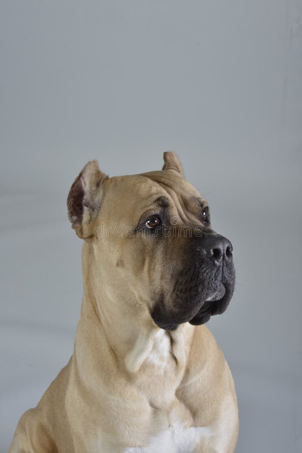 Brutus stock image. Image of animal, protector, mutt - 29127005